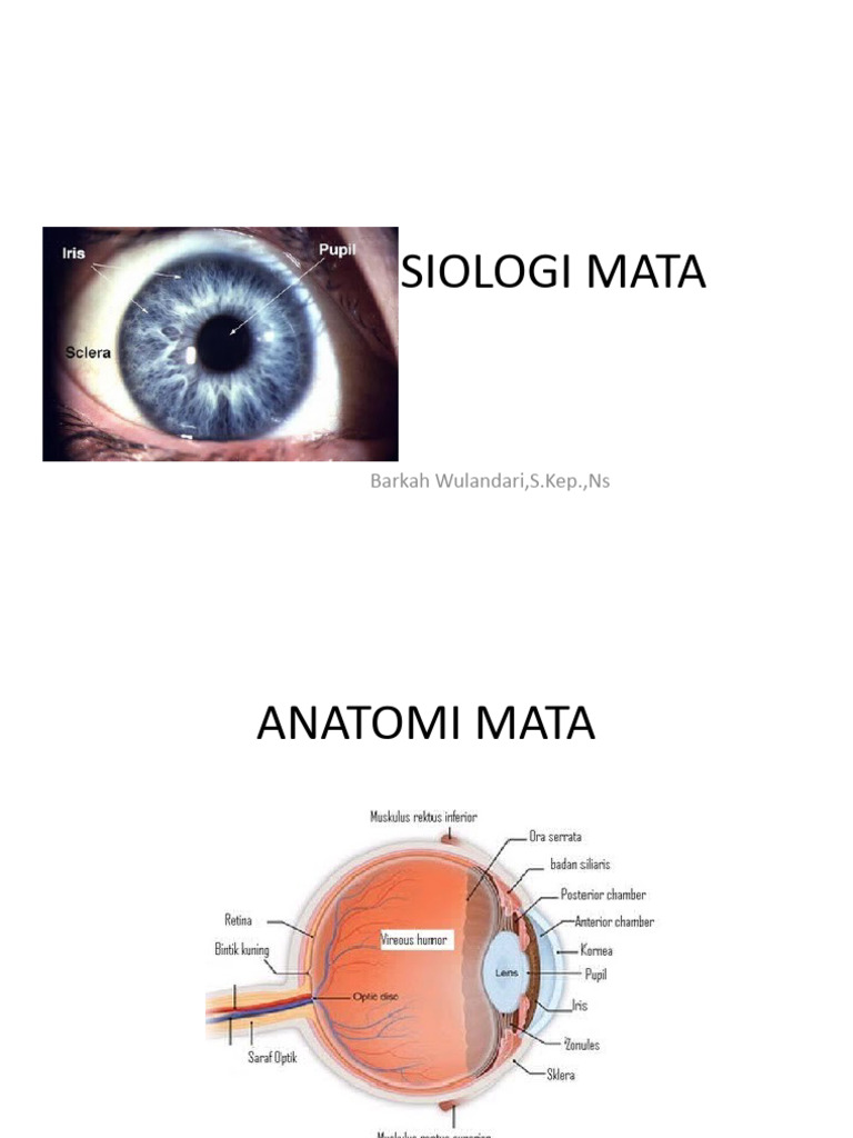 ANATOMI FISIOLOGI MATA | PDF