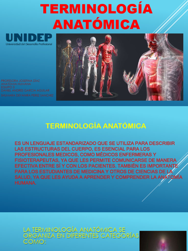 Terminología Anatómica Esencial | PDF