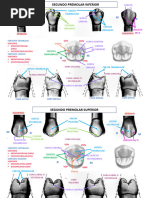 Canino Temporal Superior | PDF | Anatomia dental | Diente