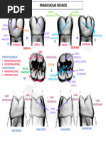 Primer Molar Inferior | PDF