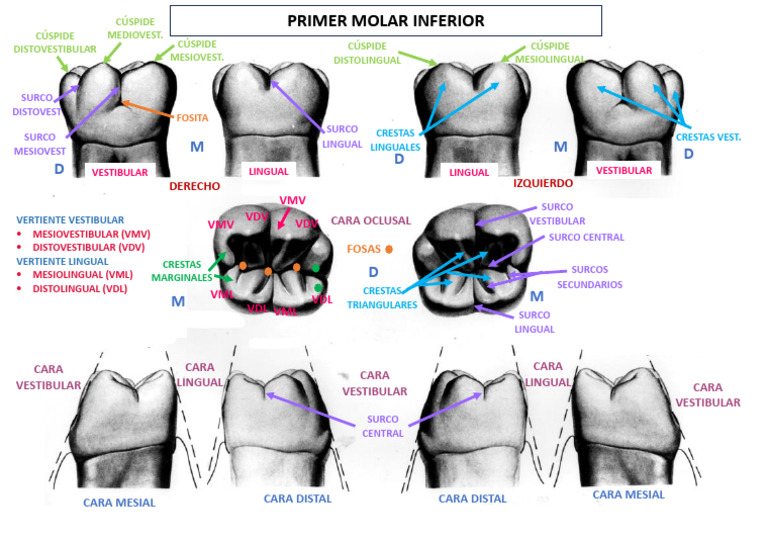 Primer Molar Inferior | Descargar gratis PDF | Anatomia dental | Ramas ...