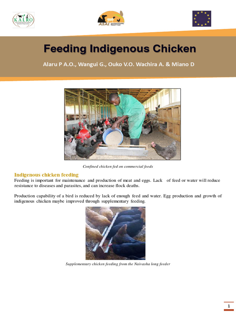 Feeding Strategies for Indigenous Chickens | PDF | Cereals | Chicken