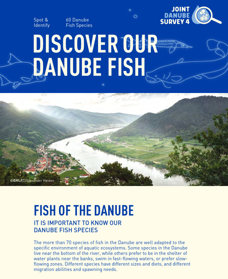 Jds4 - Fish Cards En | PDF | Spawn (Biology) | Fish