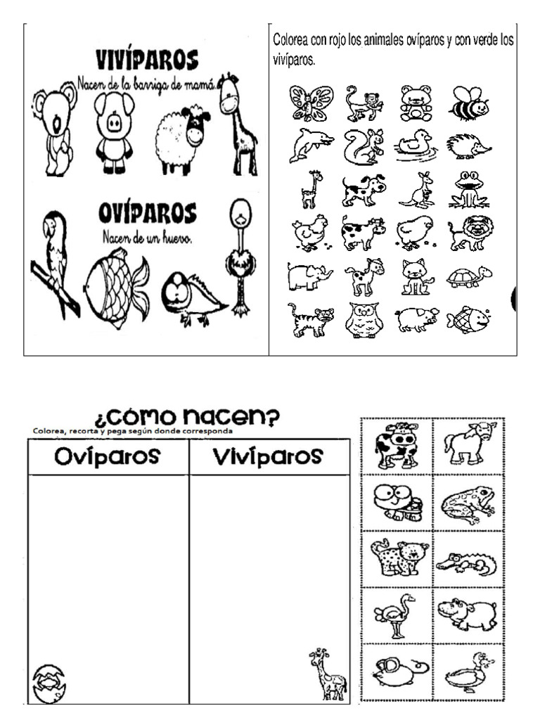 1° BÁSICO B VIVÍPAROS Y OVÍPAROS | PDF