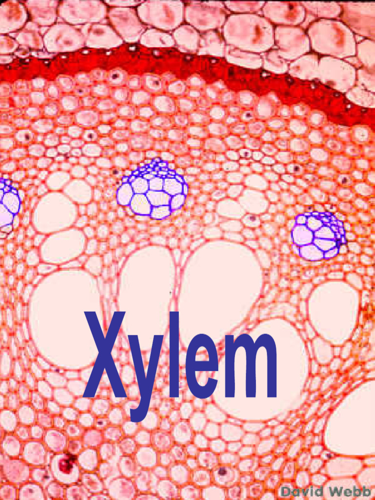 xylem | Download Free PDF | Tissue (Biology) | Wood