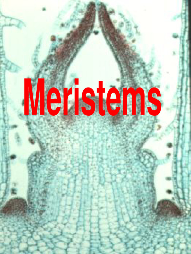 Meristems | Download Free PDF | Tissue (Biology) | Plant Stem