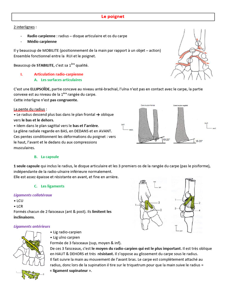 Anatomie Fonctionnelle Du Poignet | PDF | Main | Système squelettique