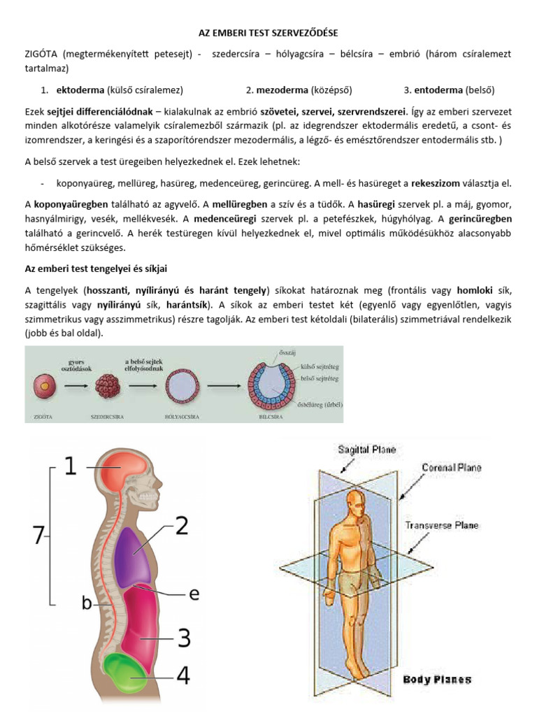 Az Emberi Test Szervezodese | PDF