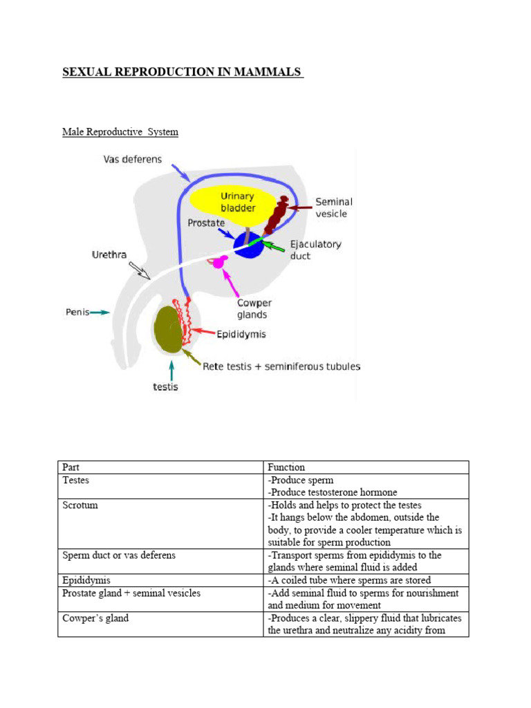 Sexual Reproduction in Mammals | Download Free PDF | Menstrual Cycle ...
