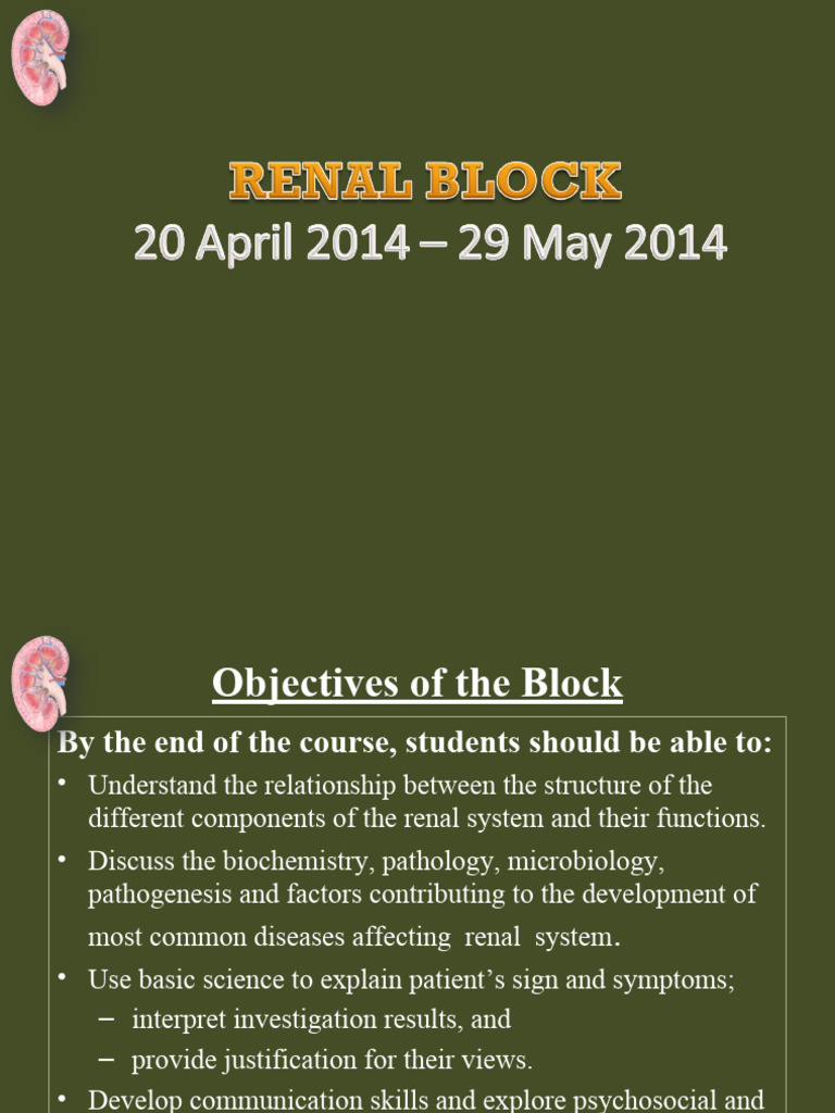 L1-Anatomy of Kidney | PDF | Kidney | Vein