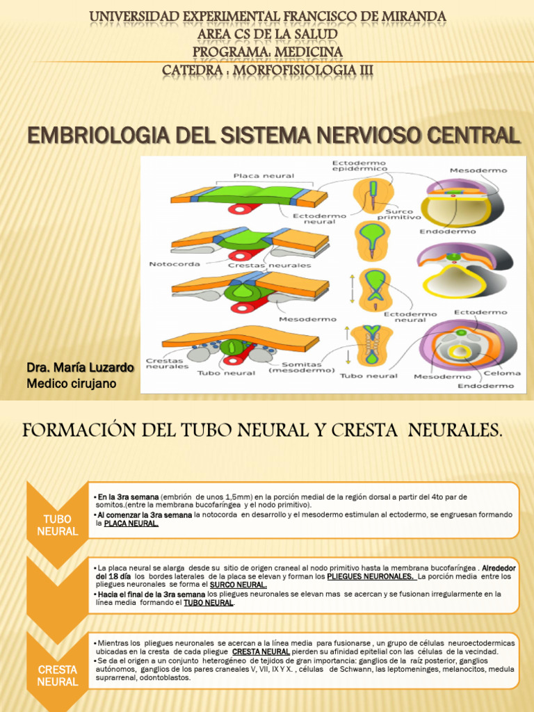 Embriologia Del SN | PDF | Médula espinal | Cerebelo