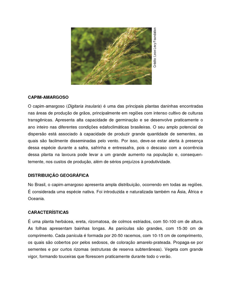 Controle e Impactos do Capim-Amargoso | PDF | Agricultura | Botânica