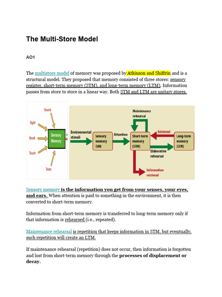 Memory | PDF | Long Term Memory | Memory