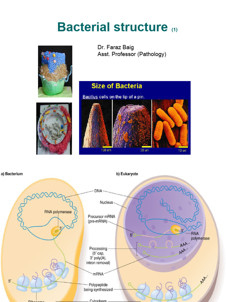 Bacterial Structure | PDF