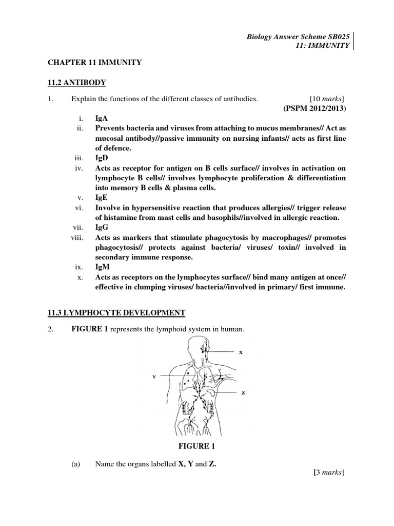 Chapter 11 SB025 Answer Immunity | PDF | Immune System | Adaptive ...