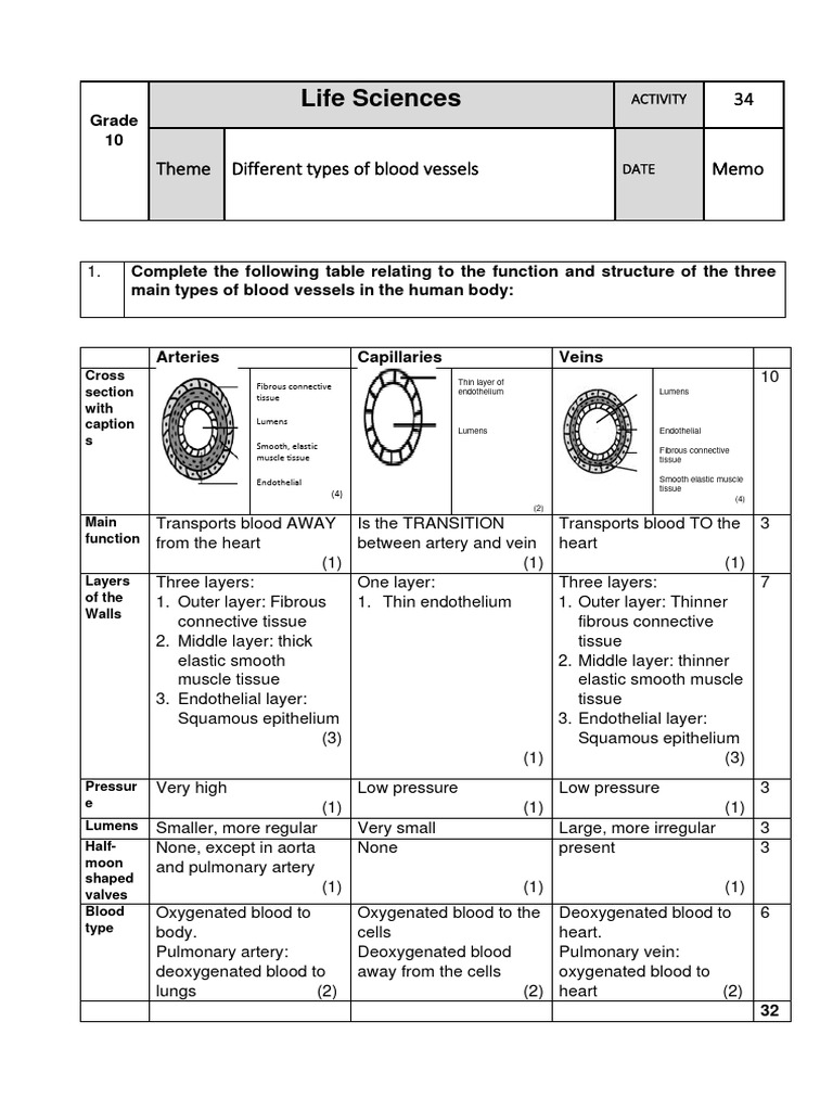 ACT 34 Blood Vesels Memo | PDF | Artery | Blood Vessel