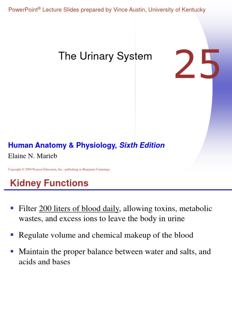 4_-_The_Urinary_System | PDF | Kidney | Genitourinary System