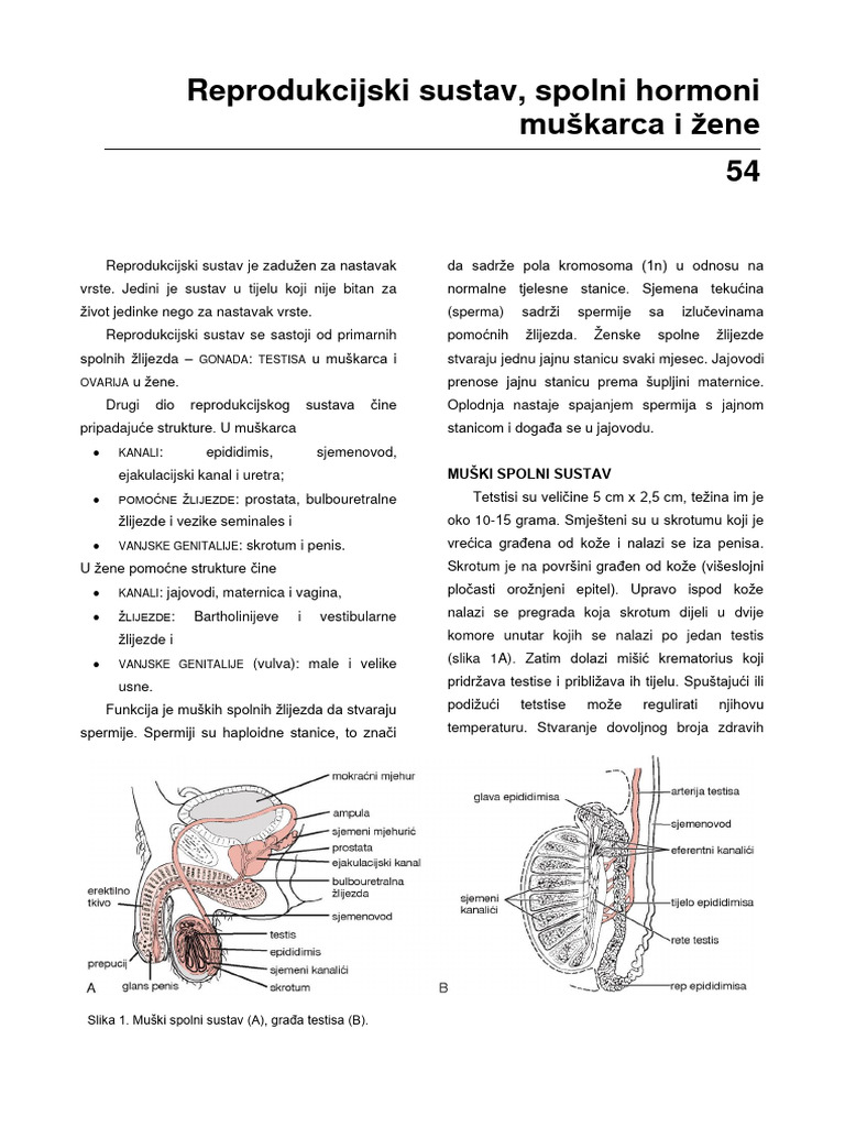 54 - Spolni Sustav | PDF