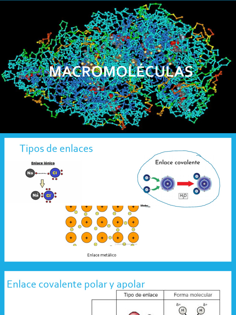 Macromoléculas | PDF | Nucleótidos | Lípido