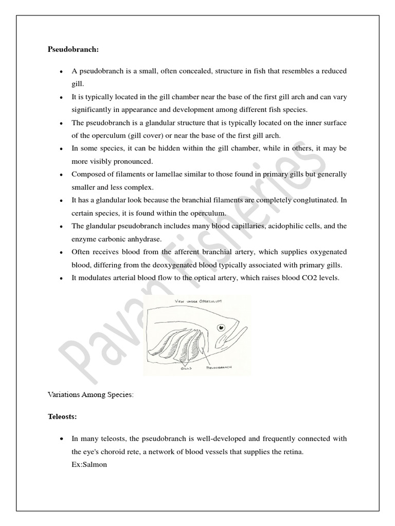 Pseudobranch | PDF | Gill | Blood