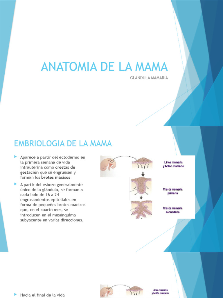 Anatomia de La Mama | Descargar gratis PDF | Biopsia | Pecho