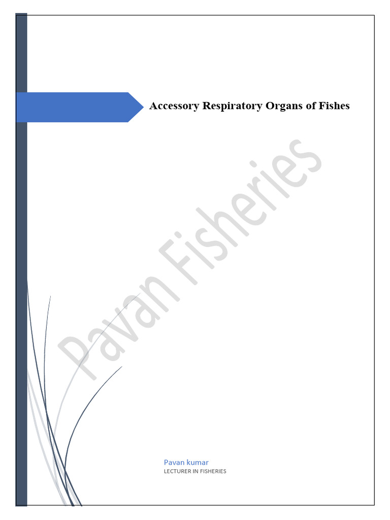 Accessory Respiratory Organs in Fishes | PDF | Respiratory System | Gill