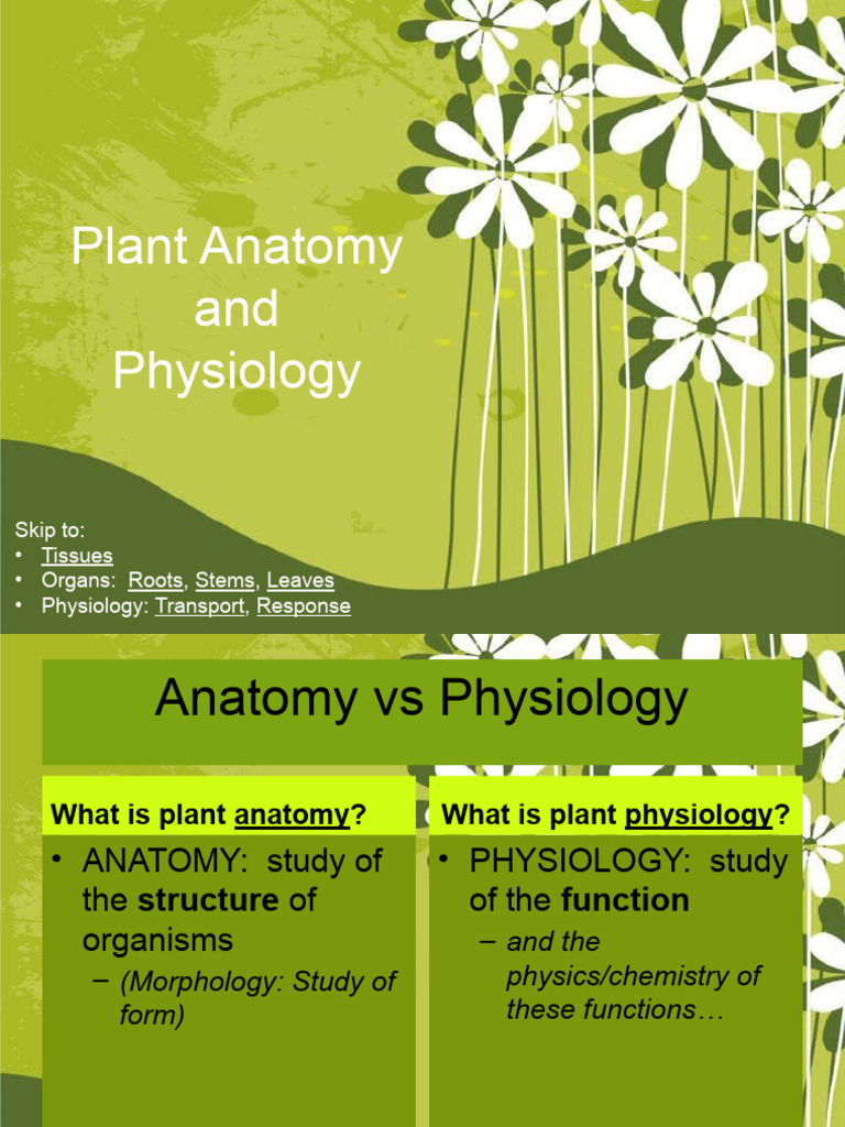 Plant Anatomy and Physiology 2023 | PDF | Plant Stem | Tissue (Biology)
