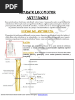 Anatomía del Cúbito: Estructura y Función | PDF | Codo | Extremidades ...
