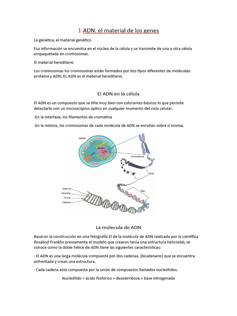 Adn Biologia 4 | Descargar gratis PDF | Adn | Gene