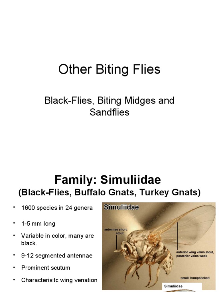Black Flies | Immunology | Microbiology