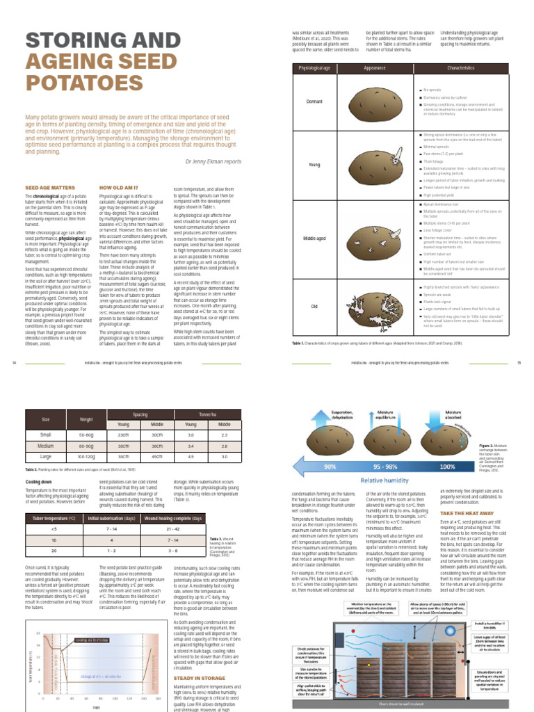 Seed Potato Storage and Ageing Guide | PDF | Potato | Seed