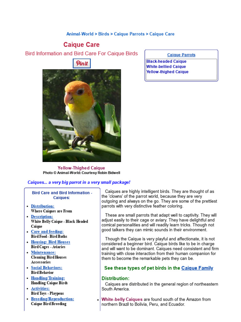 Caique Care Bird Information and Bird Care For Caique Birds | PDF ...