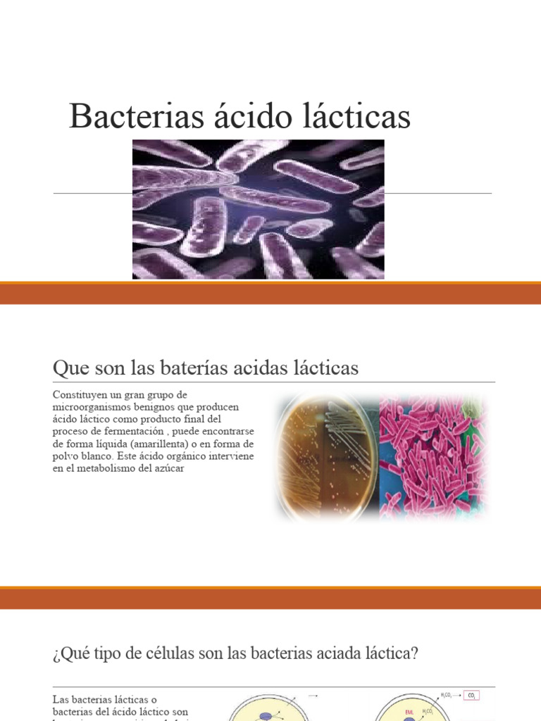 Bacterias Ácido Lácticas | PDF
