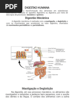 Quimo e Quilo | PDF | Digestão | Estômago