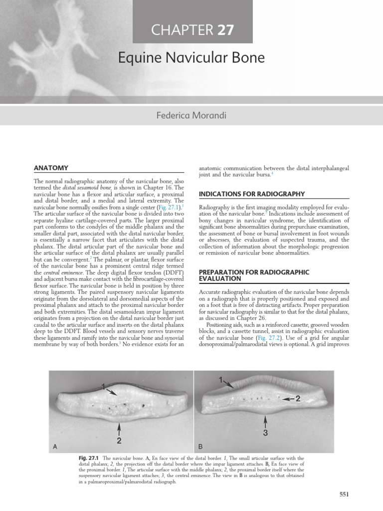 Equine Navicular Bone | PDF | Anatomical Terms Of Location ...