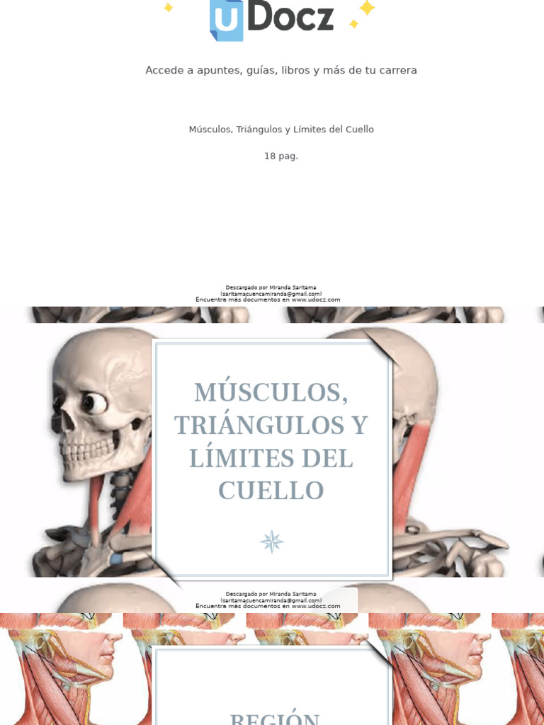Musculos Triangulos | PDF | Sistema musculoesquelético | Cabeza y cuello humanos