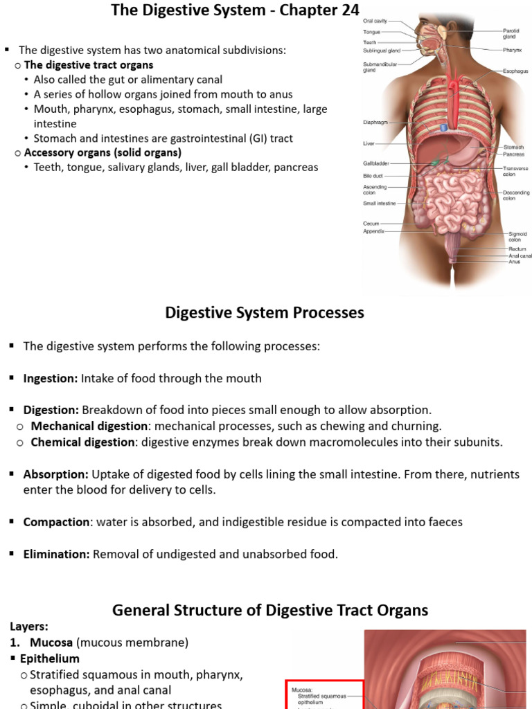 Chapter 24 Digestive System - Class Outline | PDF | Stomach | Human Digestive System