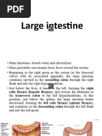 Detailed Anatomy of Appendix and Colon | PDF | Large Intestine | Anatomy