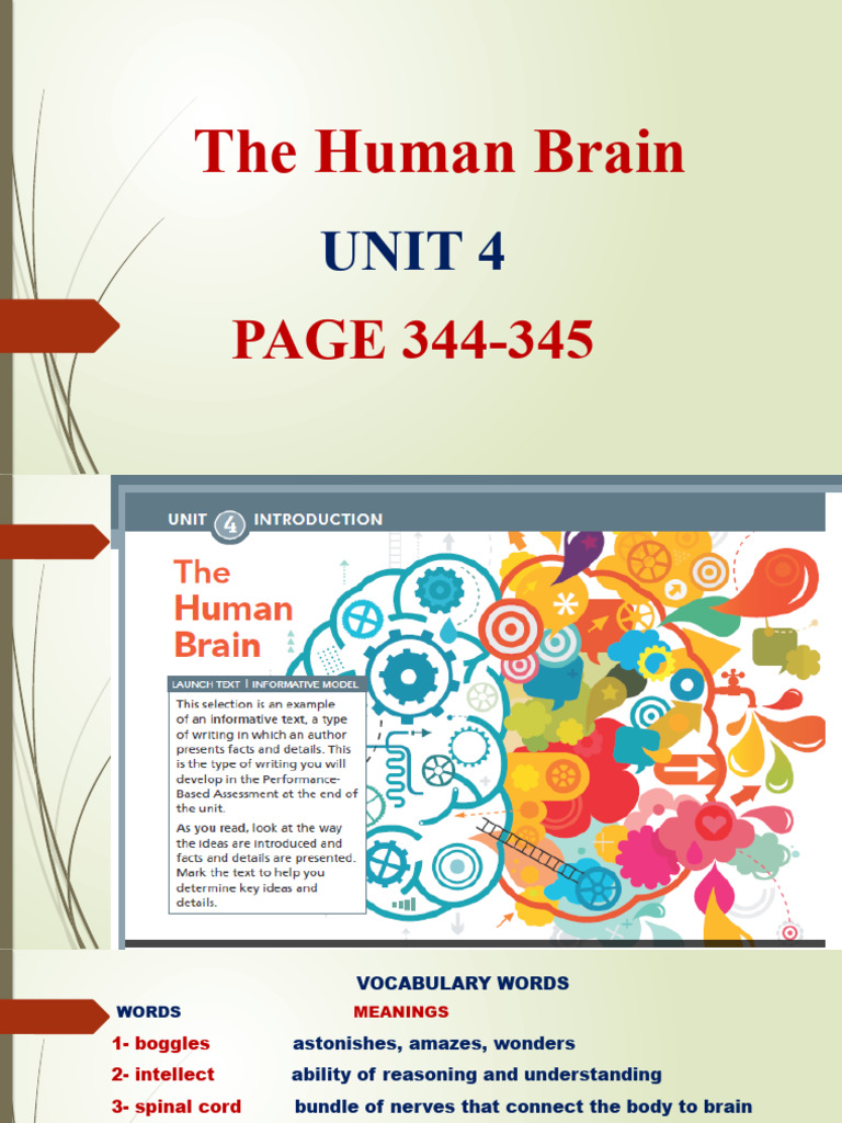 Unit 4 The Human Brain | PDF | Brain | Nervous System