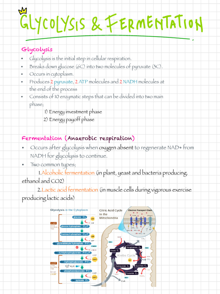 Glycolysis and Fermentation Notes | PDF | Glycolysis | Cellular Respiration