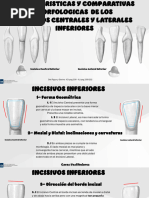 Tabla de Medidas para Dientes Permanentes | PDF | Anatomia dental | Diente