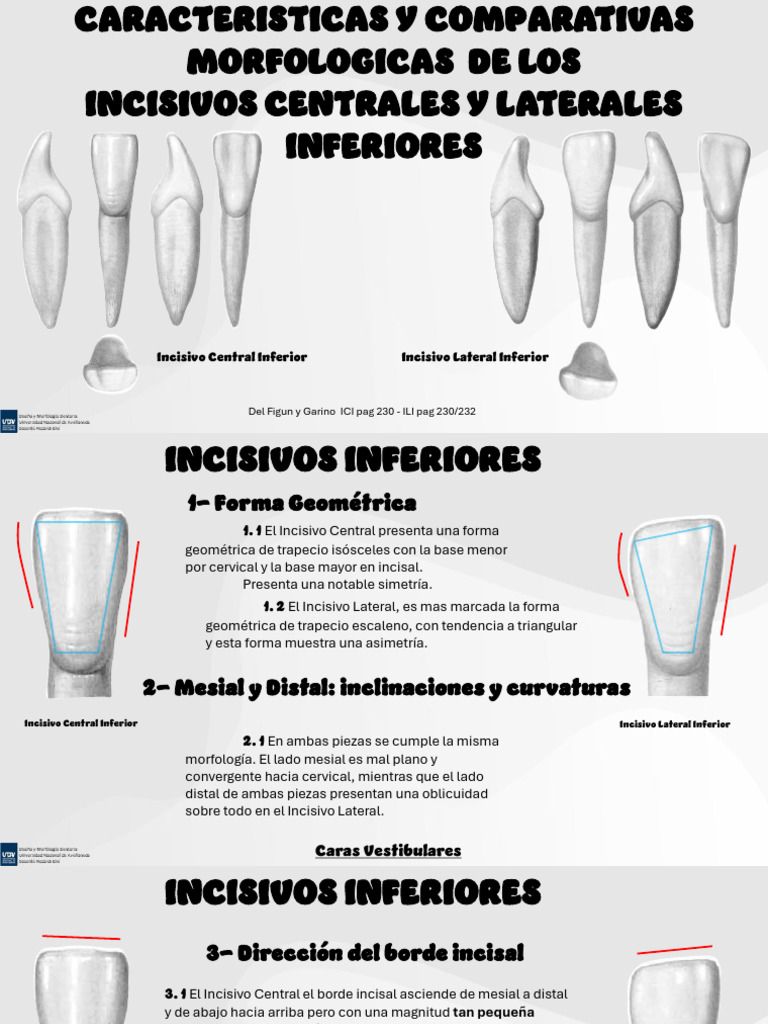Anatomía de Incisivos Inferiores | PDF | Anatomia dental | Diente