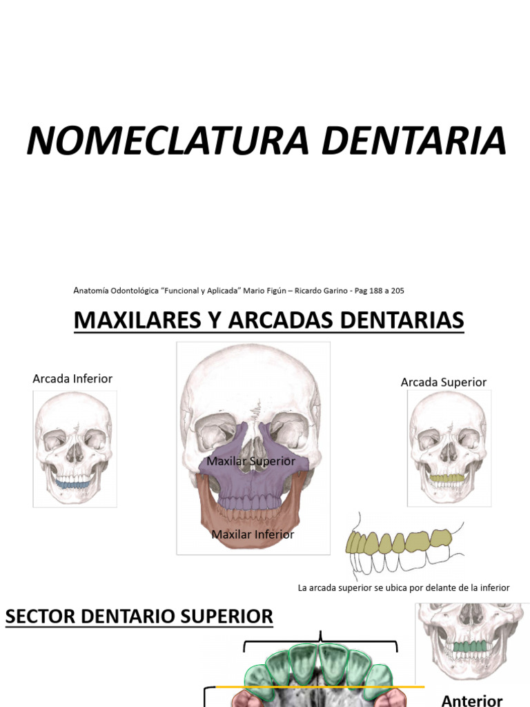 Nomenclatura de Arcadas Dentarias | PDF | Anatomia dental | Diente