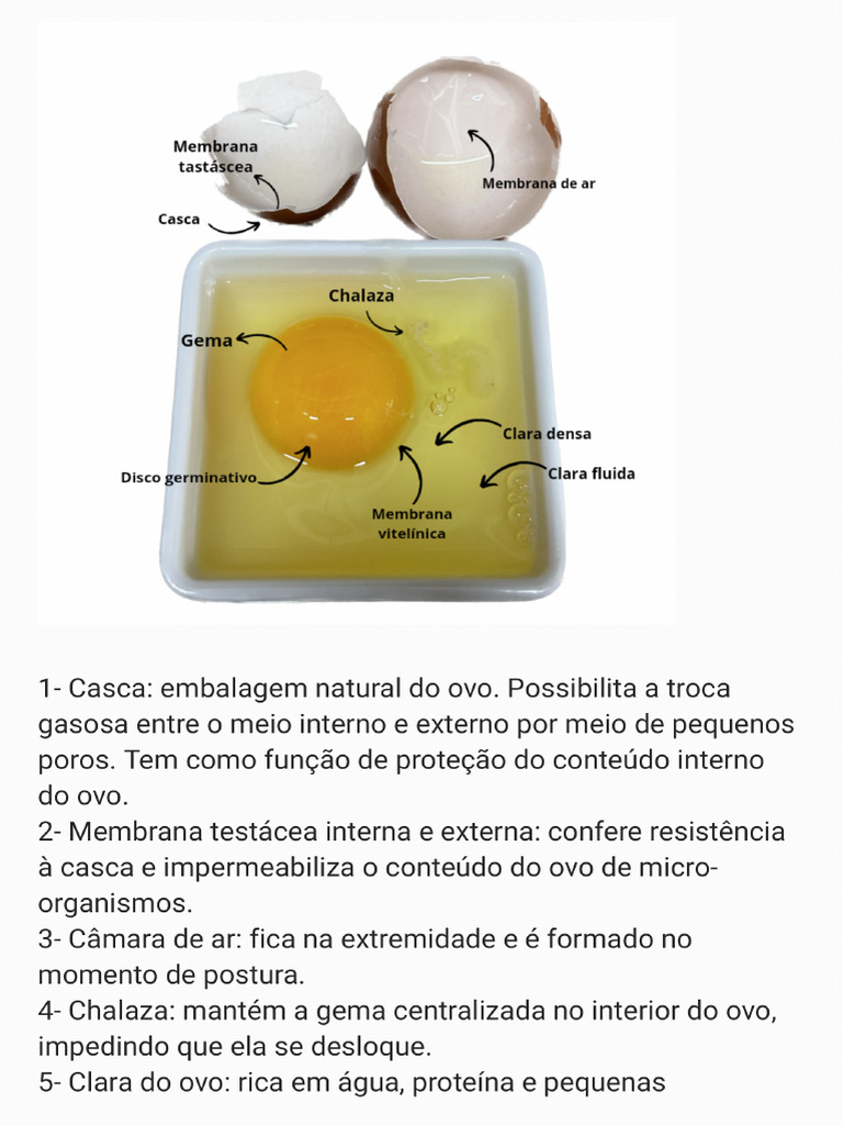 Estruturas do ovo | PDF