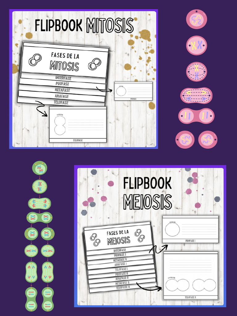 Flipbook Mitosis y Meiosis | PDF