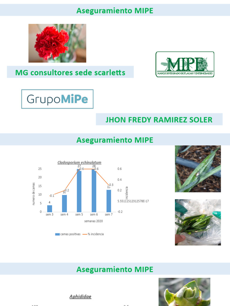 Aseguramiento MIPE: Incidencia y Control | PDF