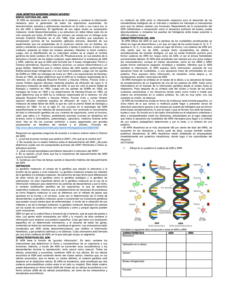 Guia Genetica Moderna Grado Noveno | PDF | Adn | Rna
