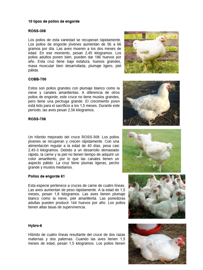 10 Tipos de Pollos de Engorde | PDF | Pollo | Aves