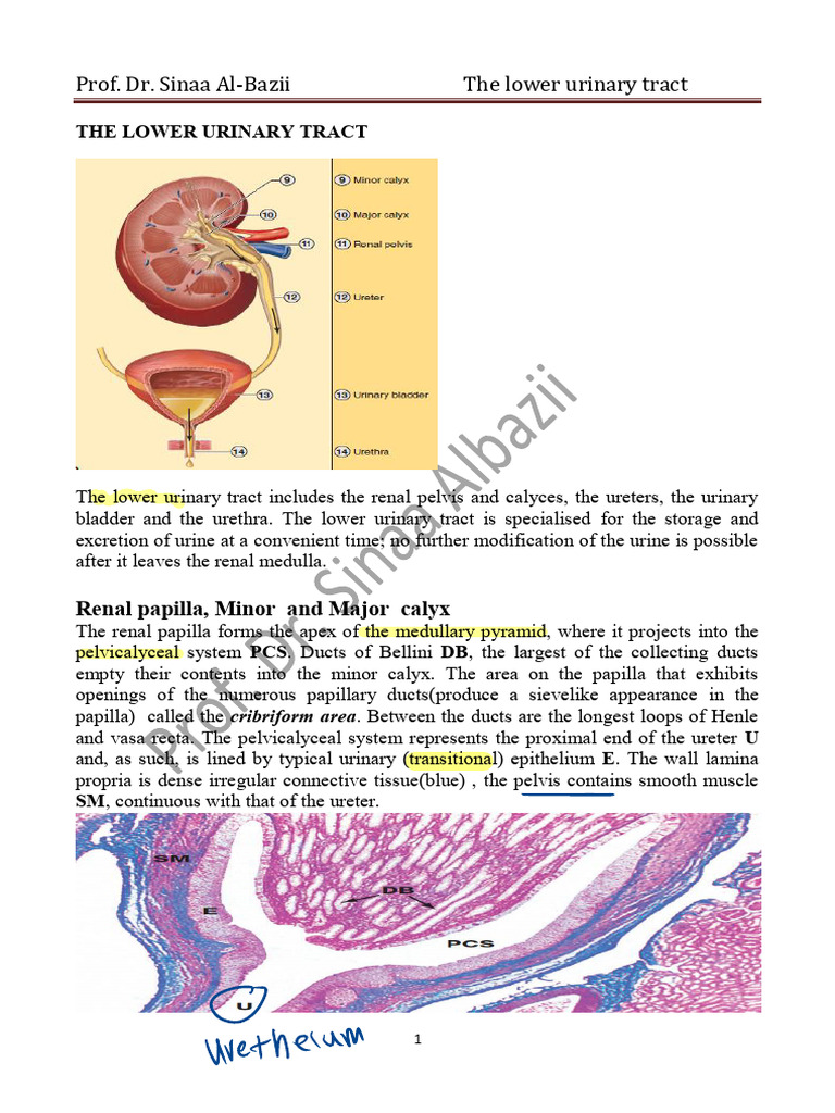 Overview of the Lower Urinary Tract | PDF | Urinary System | Human Anatomy