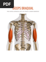 A34 Compartimentos Musculares Del Brazo y Antebrazo DR Daniel Lopez ...